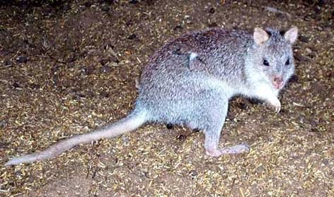 Rata canguro rojiza (Rufescens Aepyprymnus)