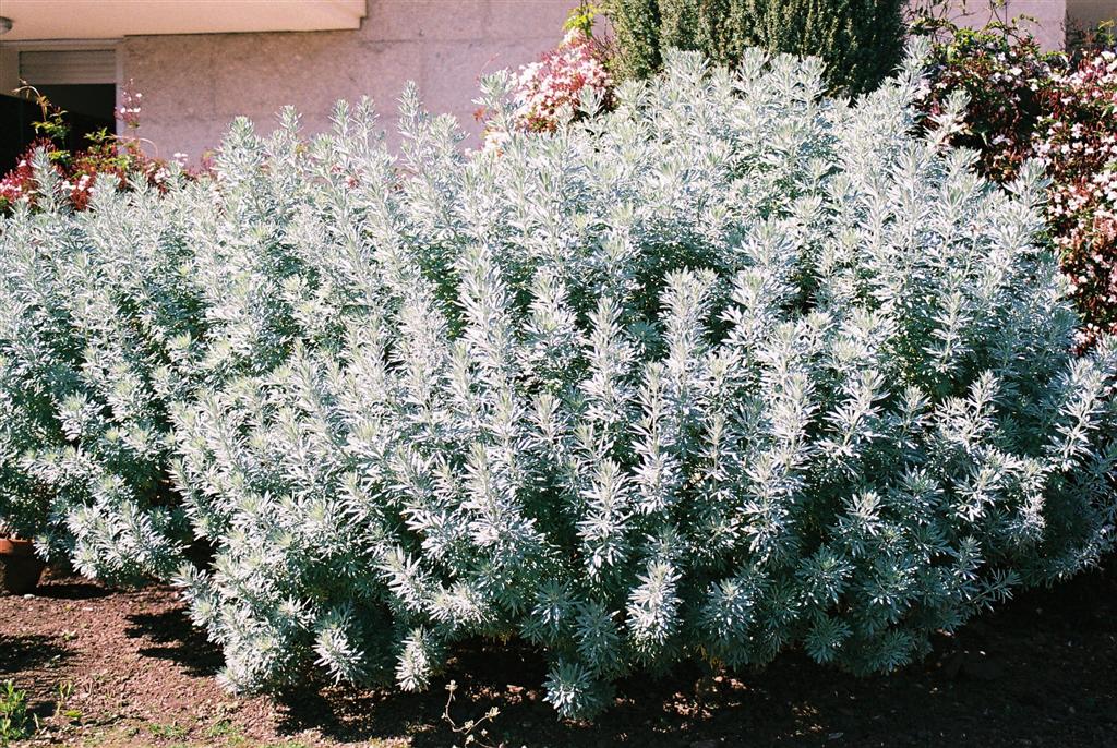 Manutenção de Jardins: Absinto