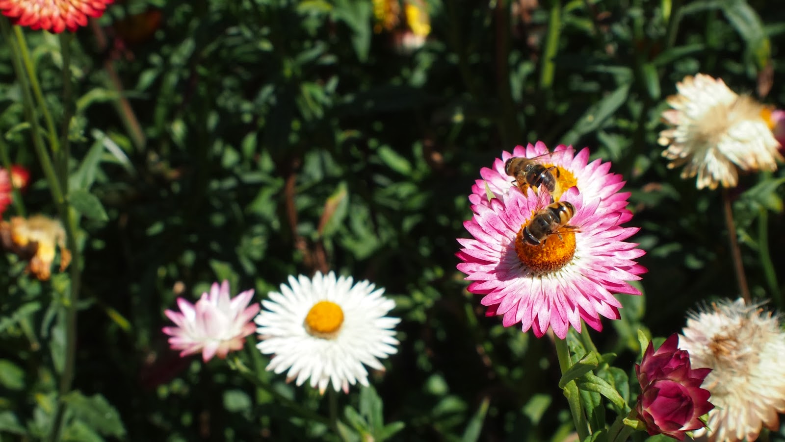 MATA DO BUÇACO • Planifica tus viajes