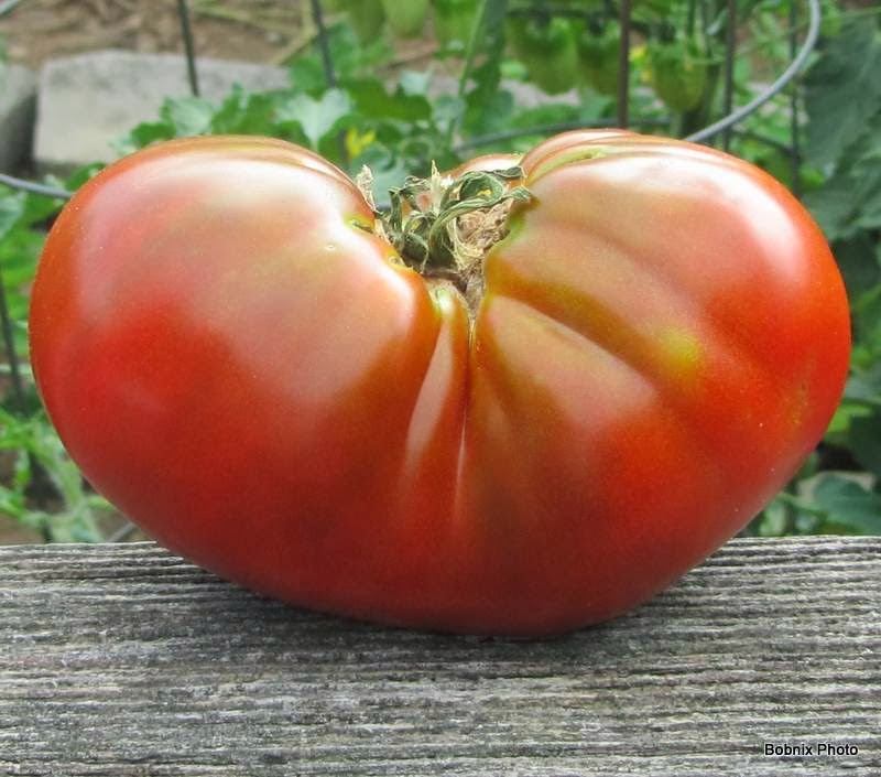 Blog of an Ancient Gardener: Tomato Patch: Cherokee by another name is ...