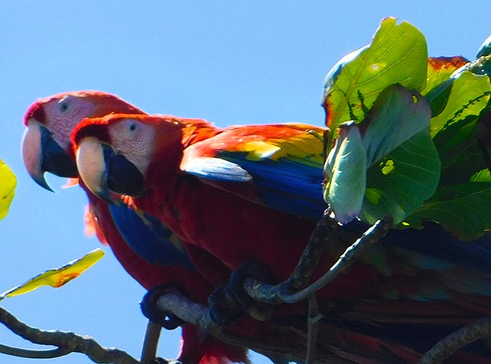 My Roatan - Adventures in Creating Nirvana: beautiful birds visit