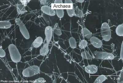 Microbes' world: Archaea