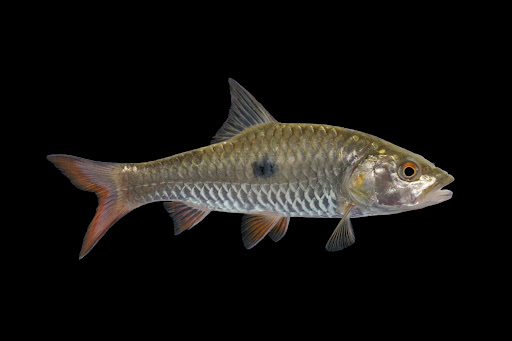 IKAN HAMPALA ~ MERAHMATA FISHING