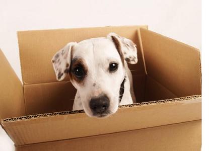 How To Ship: Shipping live animals via UPS