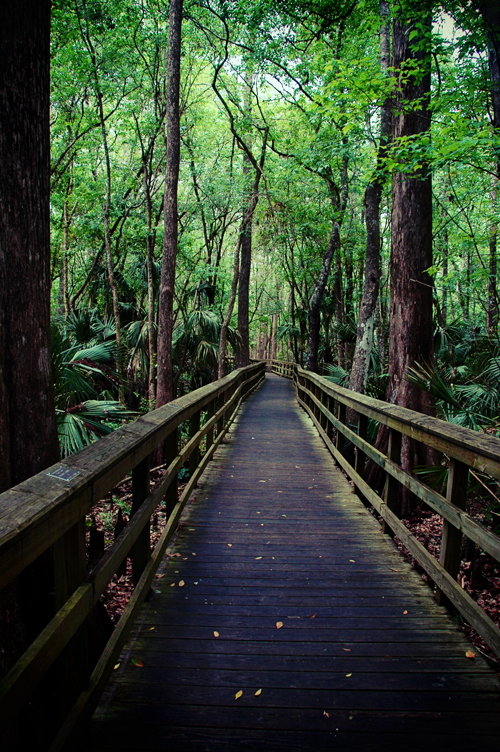 Show Us The World: Cypress Swamp Trail