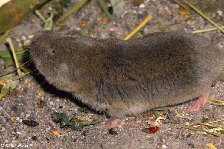 Growing Organic: Blessed with Blesmols & Moles