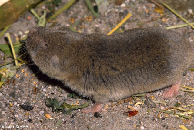 Growing Organic: Blessed with Blesmols & Moles