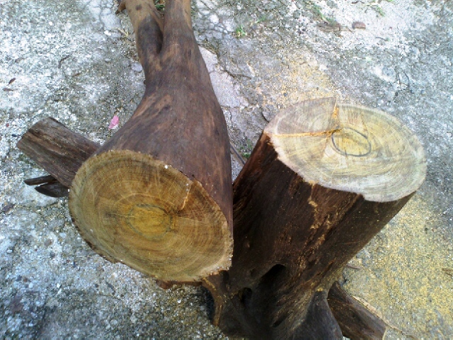 Bangsa Agong: tentang teras gemunggal/kelor