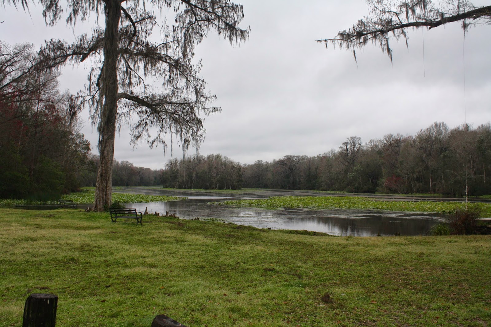 Lace up and Walk : Wednesday Walking - Wacissa River, Wacissa, Florida