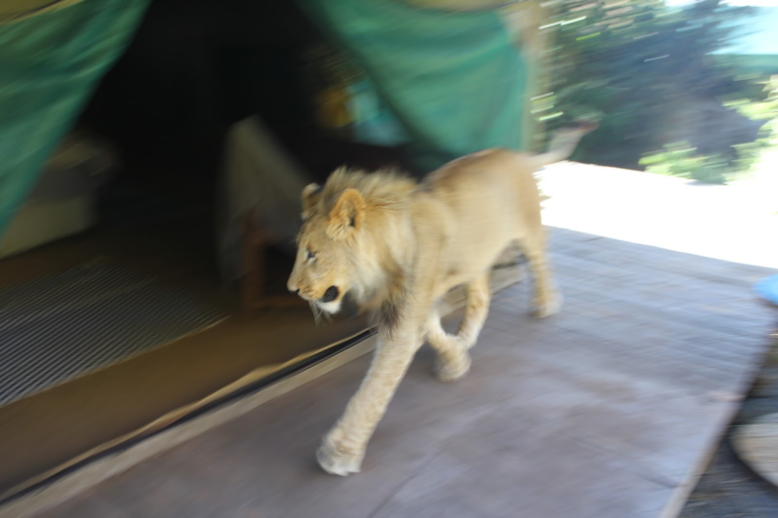 AN ORDINARY LIFE IN A TENT with a lion