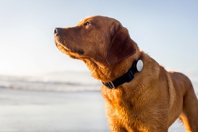 15 Coolest Dog Tracking GPS And Trackers 15-coolest-dog-tracking-gps-and-trackers