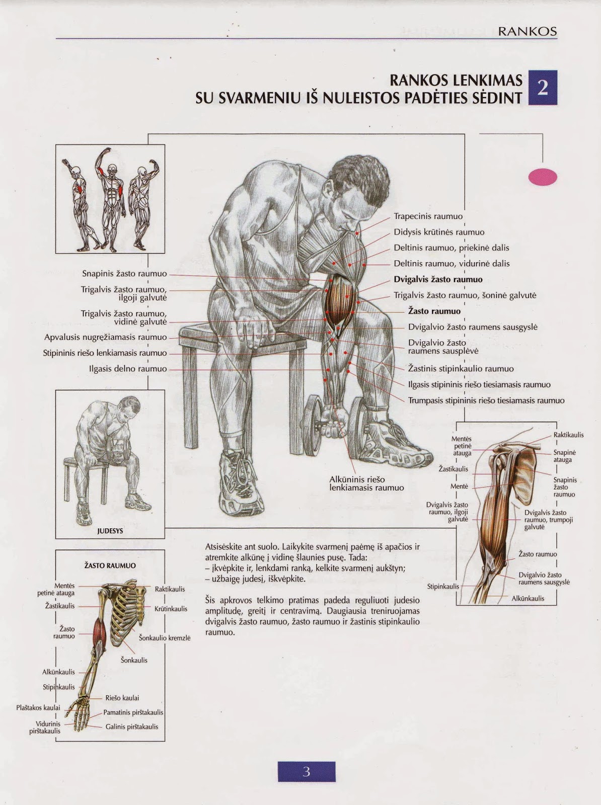 Pratimai raumenims: Rankos