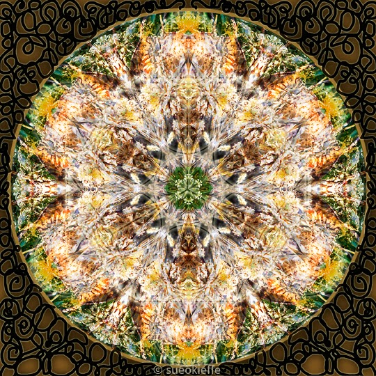 Sacred Circle Mandalas
