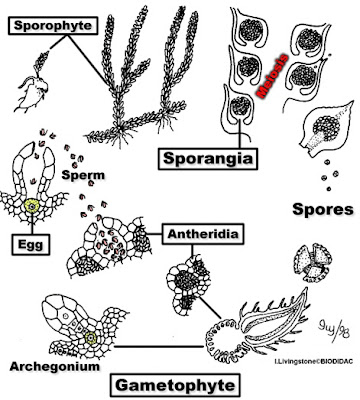 PRAMZ SETYA: PTERIDOPHYTA