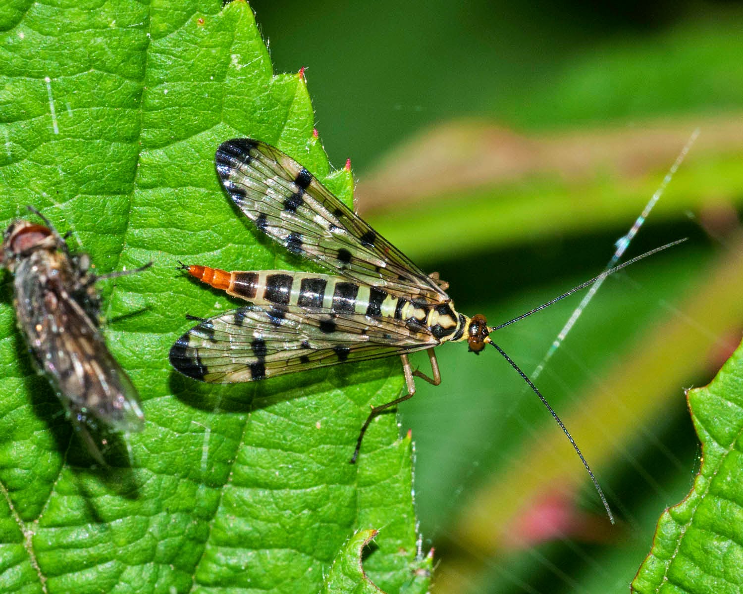 East Glamorgan Wildlife: Spotted crane fly at Forest Farm