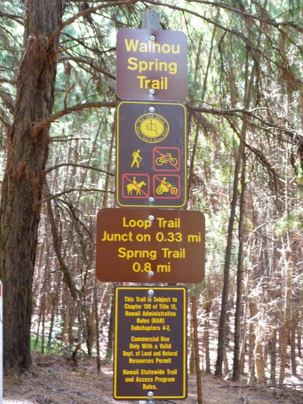 Traveler For Good: It Feels Like Fall: The Waihou Spring Trail, Maui
