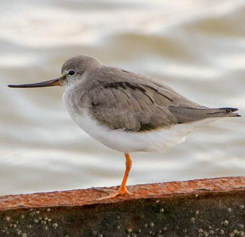 Terek sandpiper images | Birds of India | Bird World