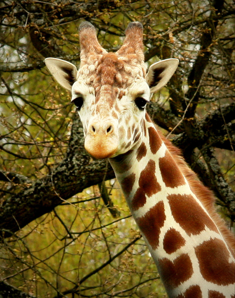 Gambar Jerapah: Kumpulan Gambar Jerapah Update