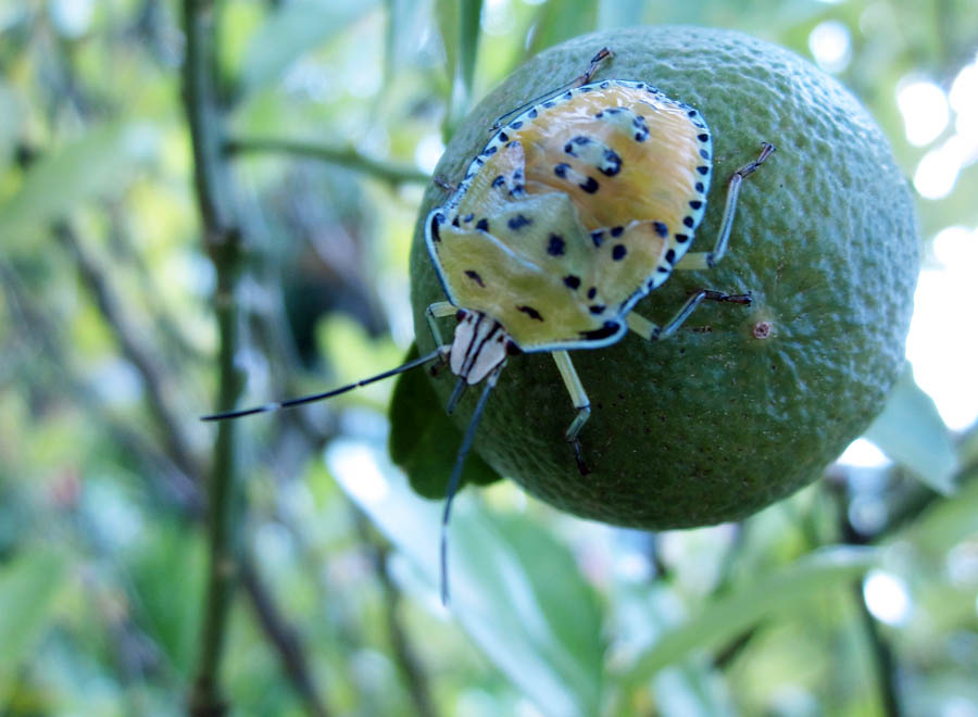 S T i l e T To: Meanies and Crawlies on my Calamansi