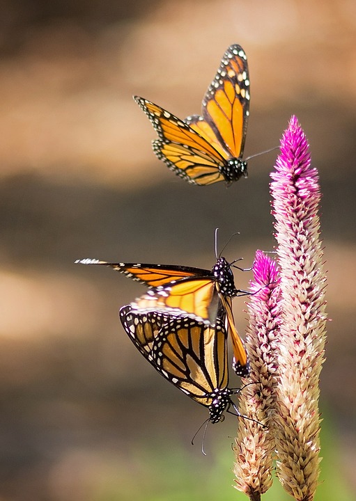 Garden Therapy: Beautiful Butterflies