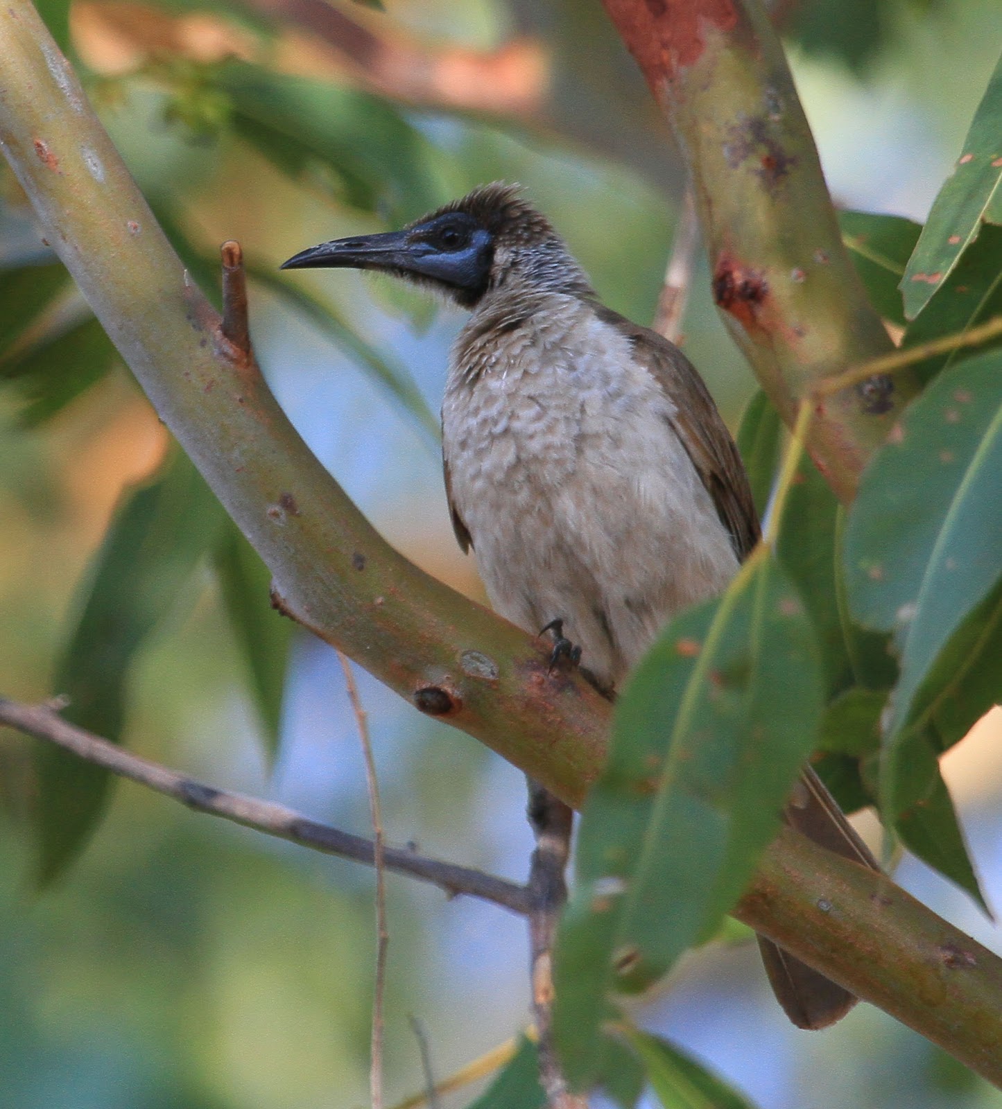Richard Waring's Birds of Australia: Birds of Darwin - Buffalo Creek ...