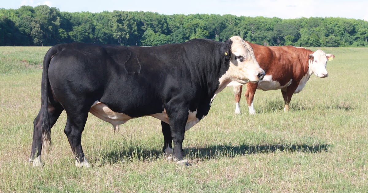 H5 Ranch: Herd Sires