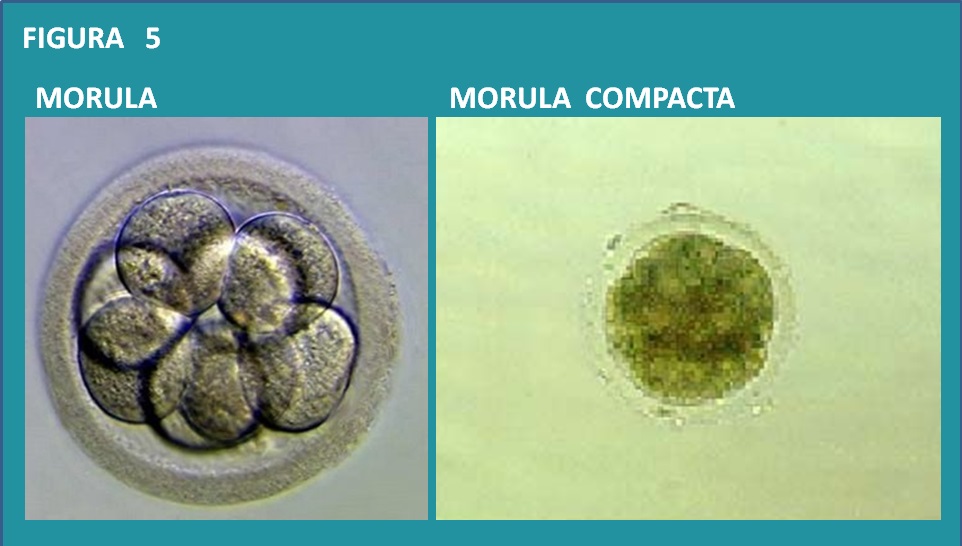 MANUAL DE TECNICAS REPRODUCCION ASISTIDA EN BOVINOS: TRASFERENCIA DE ...
