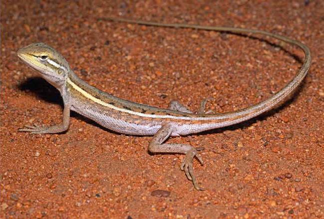 Sciency Thoughts: Three new species of Dragon Lizard from the western ...