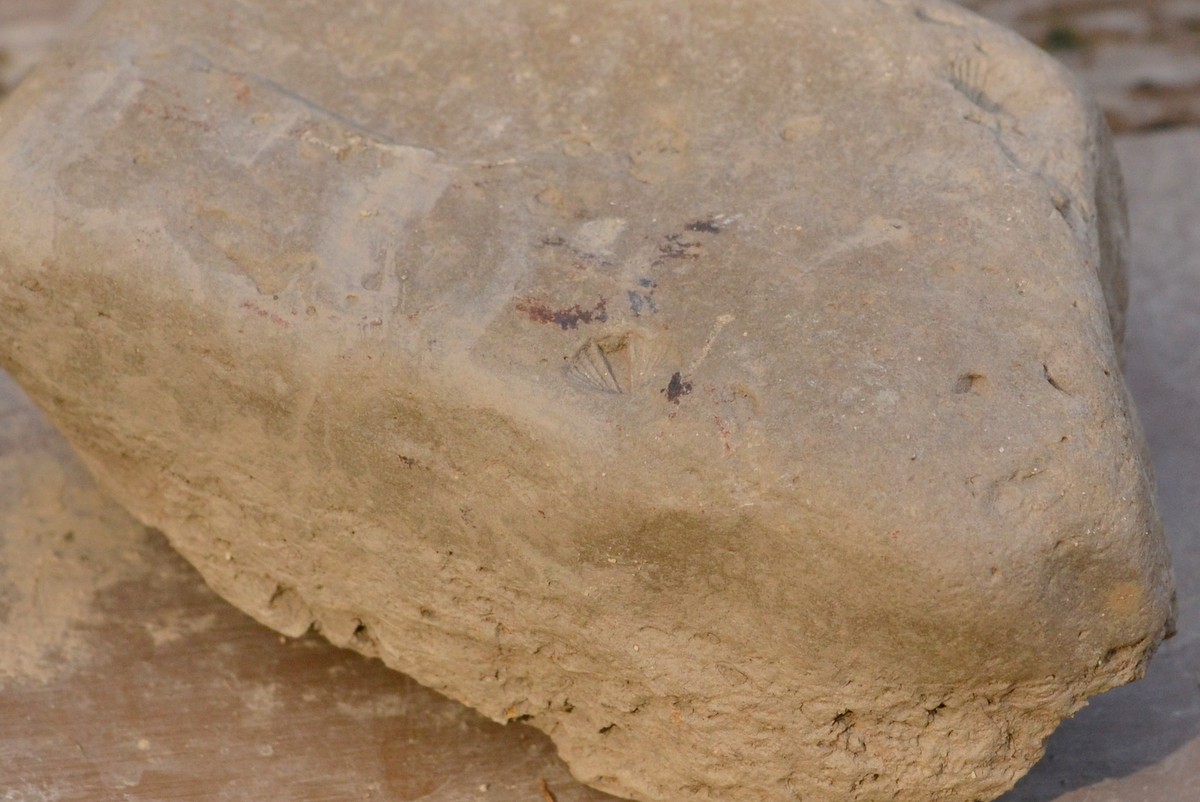 Woods Walks and Wildlife: 2017