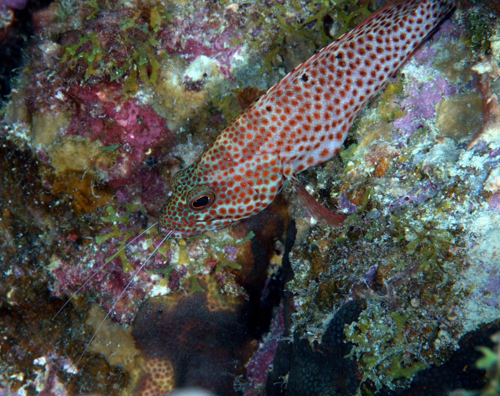 The Best of Underpressure Photography: Giant Hawkfish- Socorro Islands ...