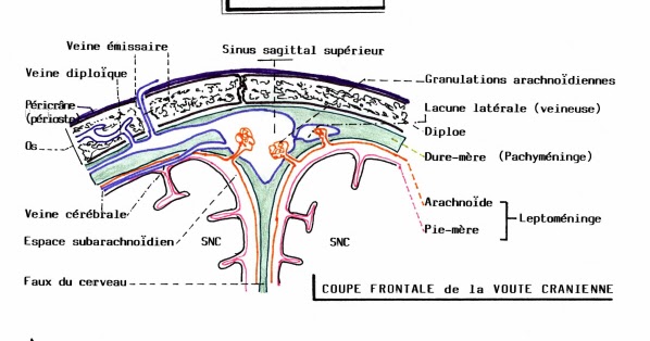 Blog 75: Infos santé-Méningites