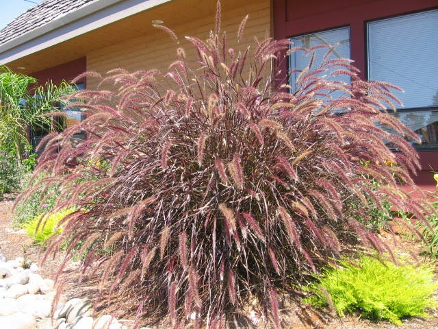 PlantWerkz: Red Fountain Grass - Pennisetum Rubrum