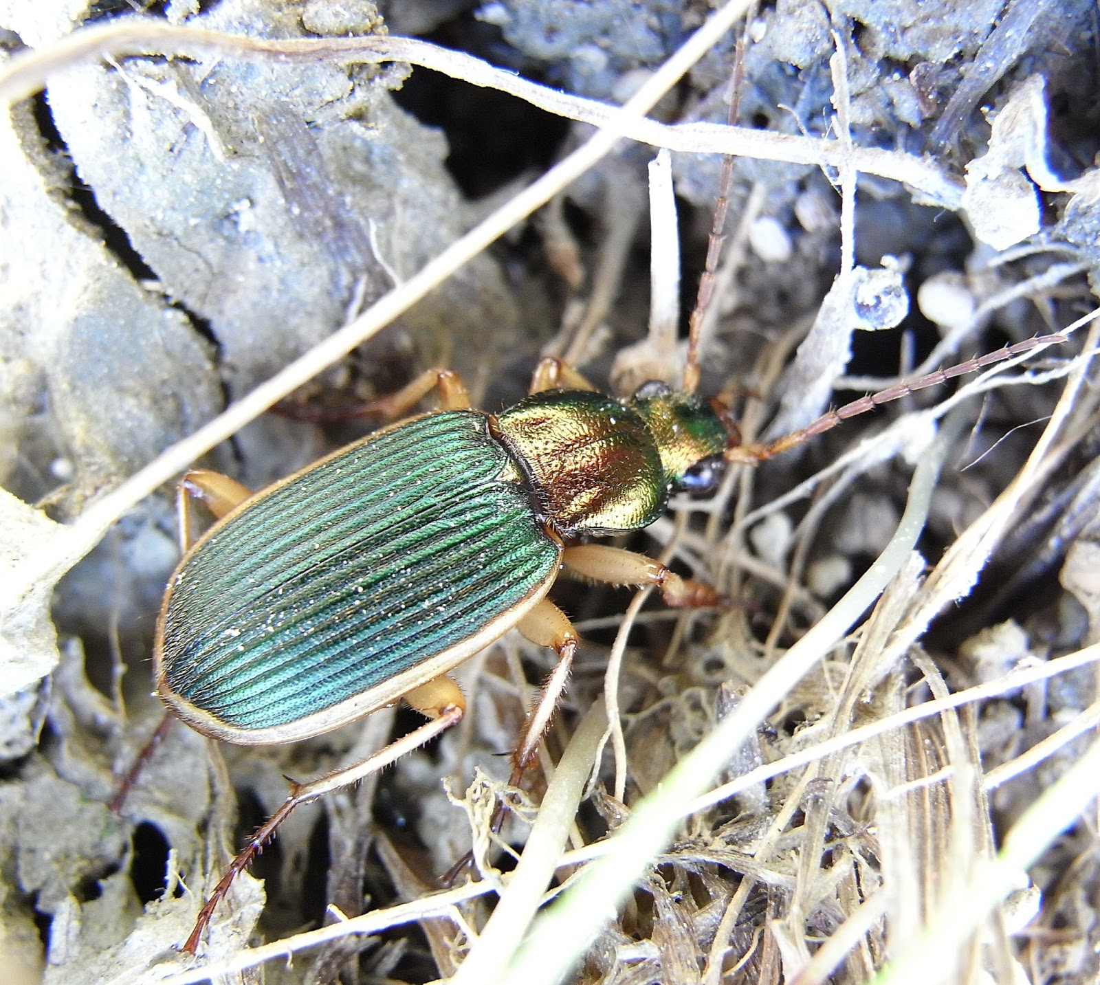 Variety of Life: Chlaenius