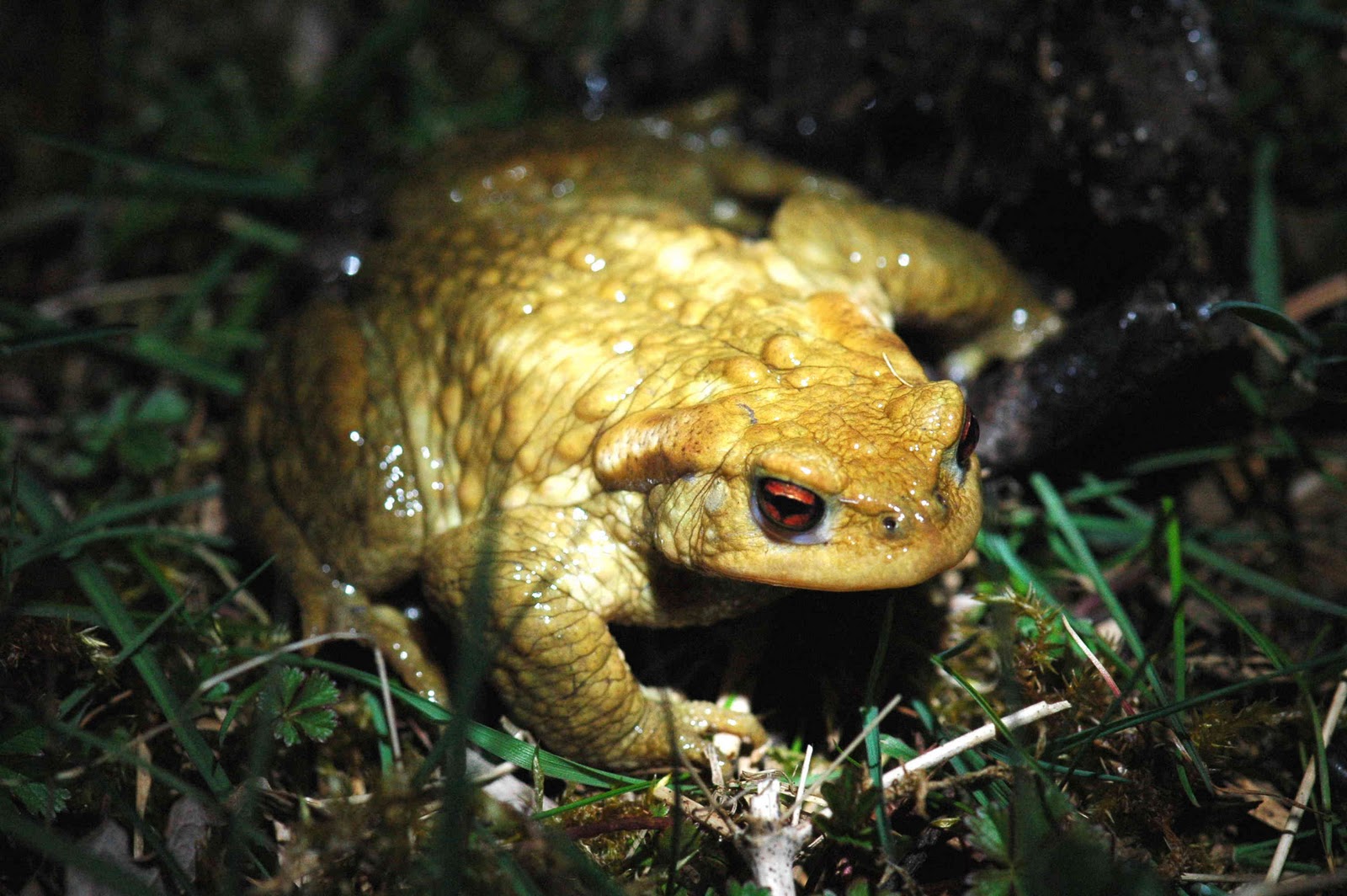 Naturophiles! (en tout bien tout honneur...): Promenade en mare