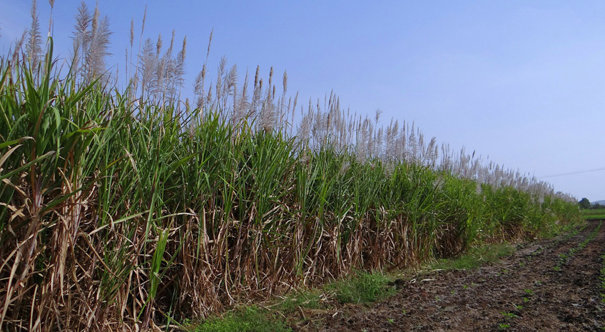 Hawaiian Organic Noni: Health Food: Canoe Plants: The Ancient Wisdom of ...