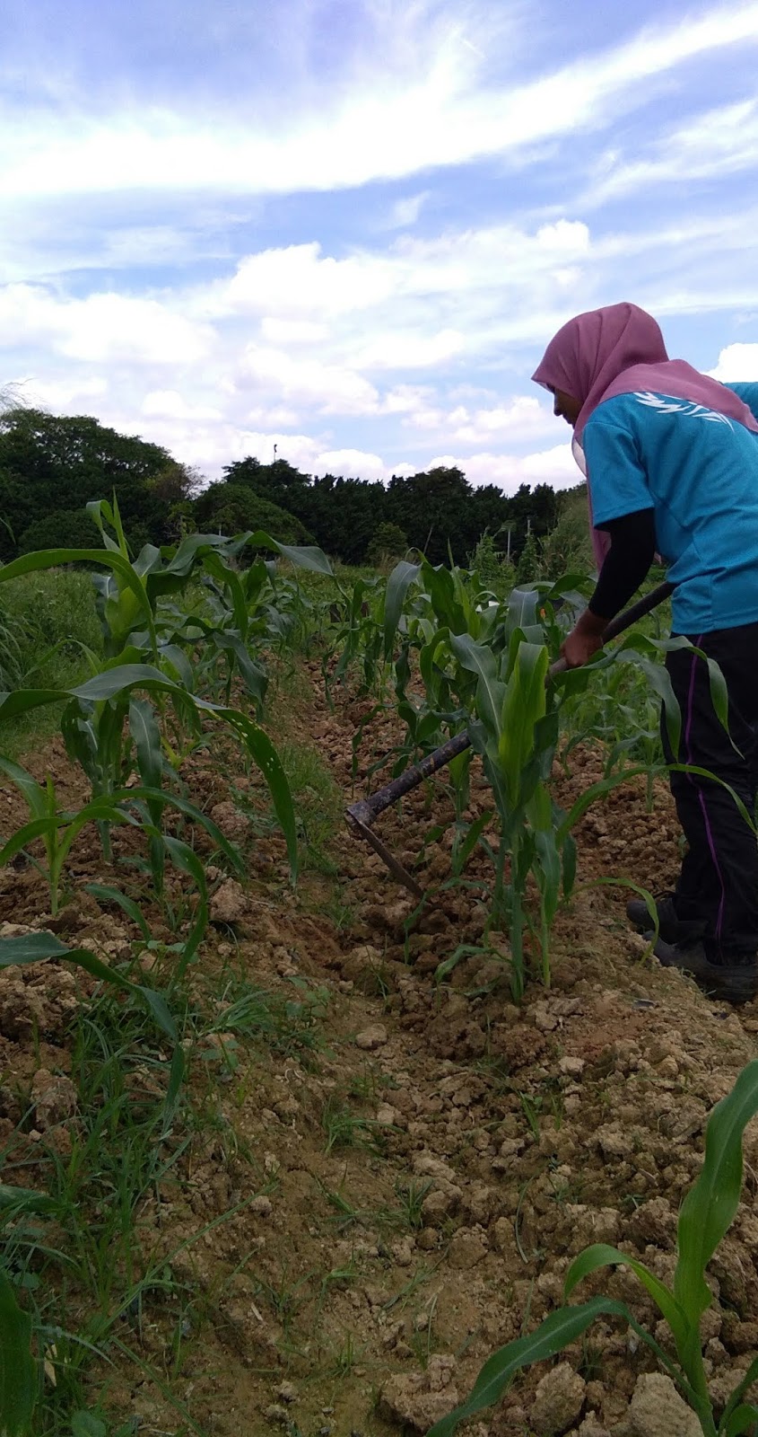 AGR3001 Kump 1: Projek Tanaman Jagung
