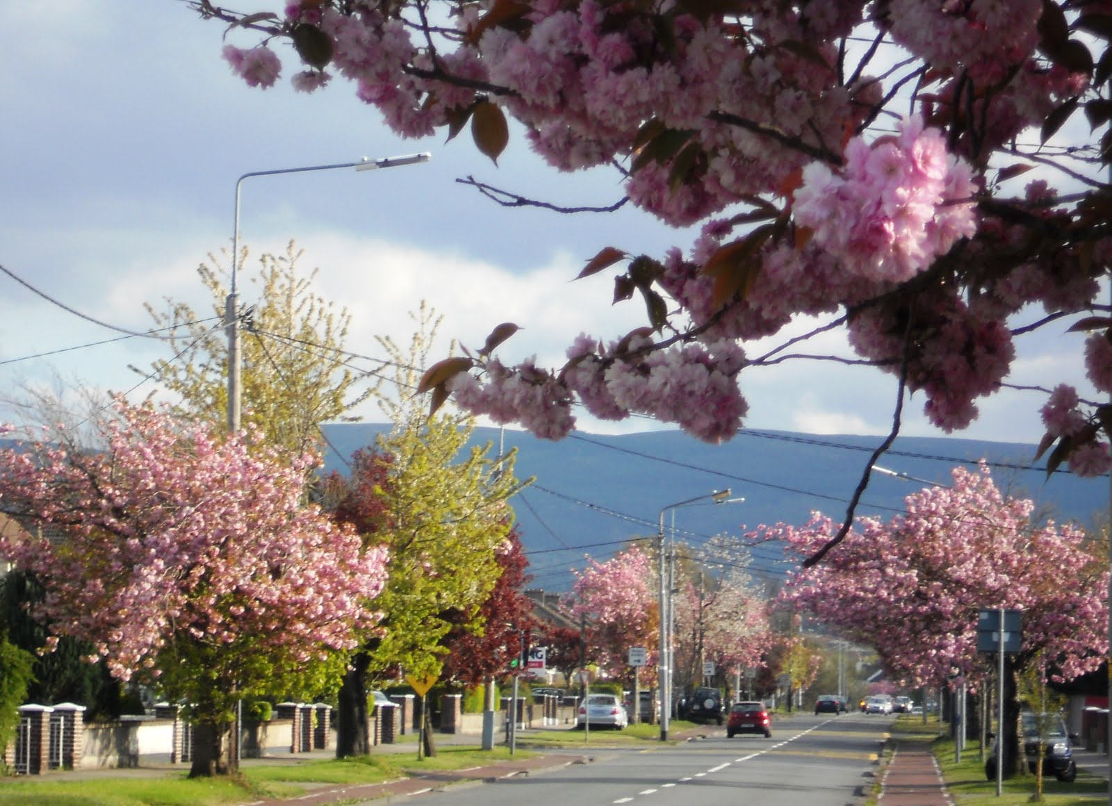 Pink moss bridges, Ireland : r/pics