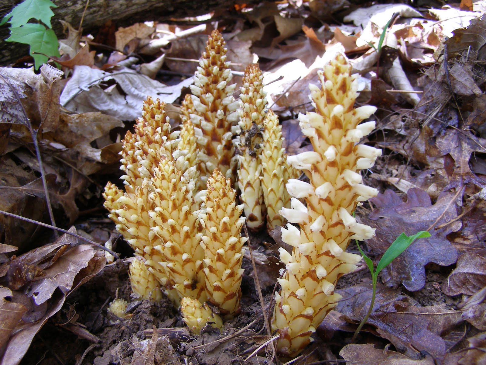 Ohio Flora: Squawroot - Conopholis americana