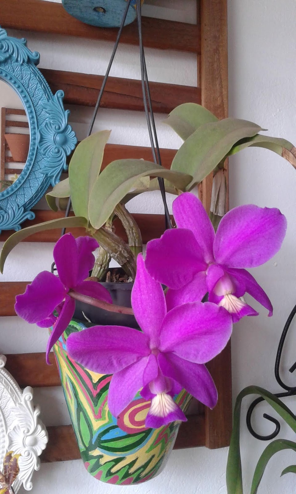 Orquidário OrquivivA: Festival de Nobilior