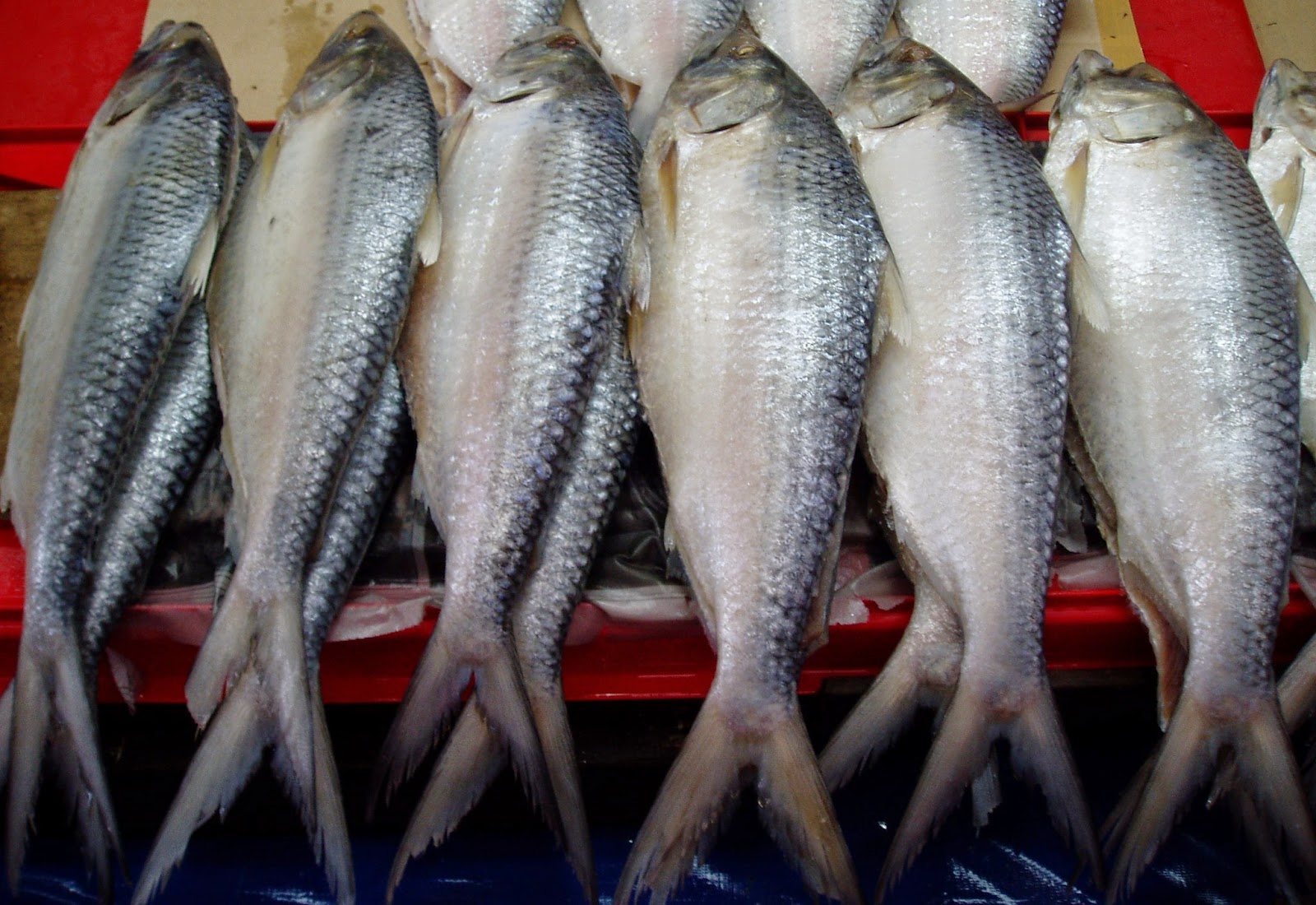 FREELITTLEBRAIN: Sarawak Tenualosa Toli fish (Sarawak Terubuk)