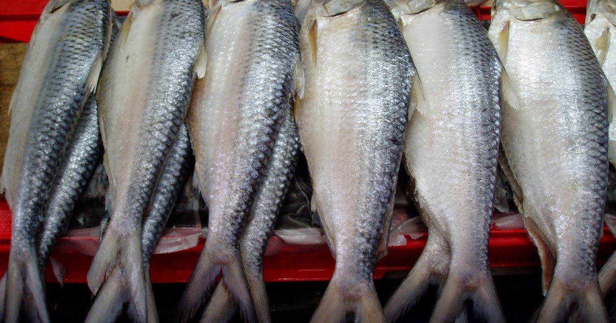 FREELITTLEBRAIN: Sarawak Tenualosa Toli fish (Sarawak Terubuk)