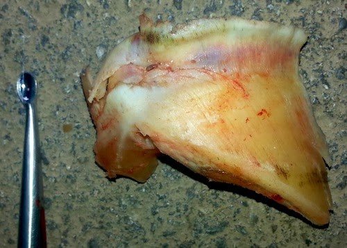 Fran Jurga`s Hoofcare + Lameness: On the Case: Foal Foot Bone ...