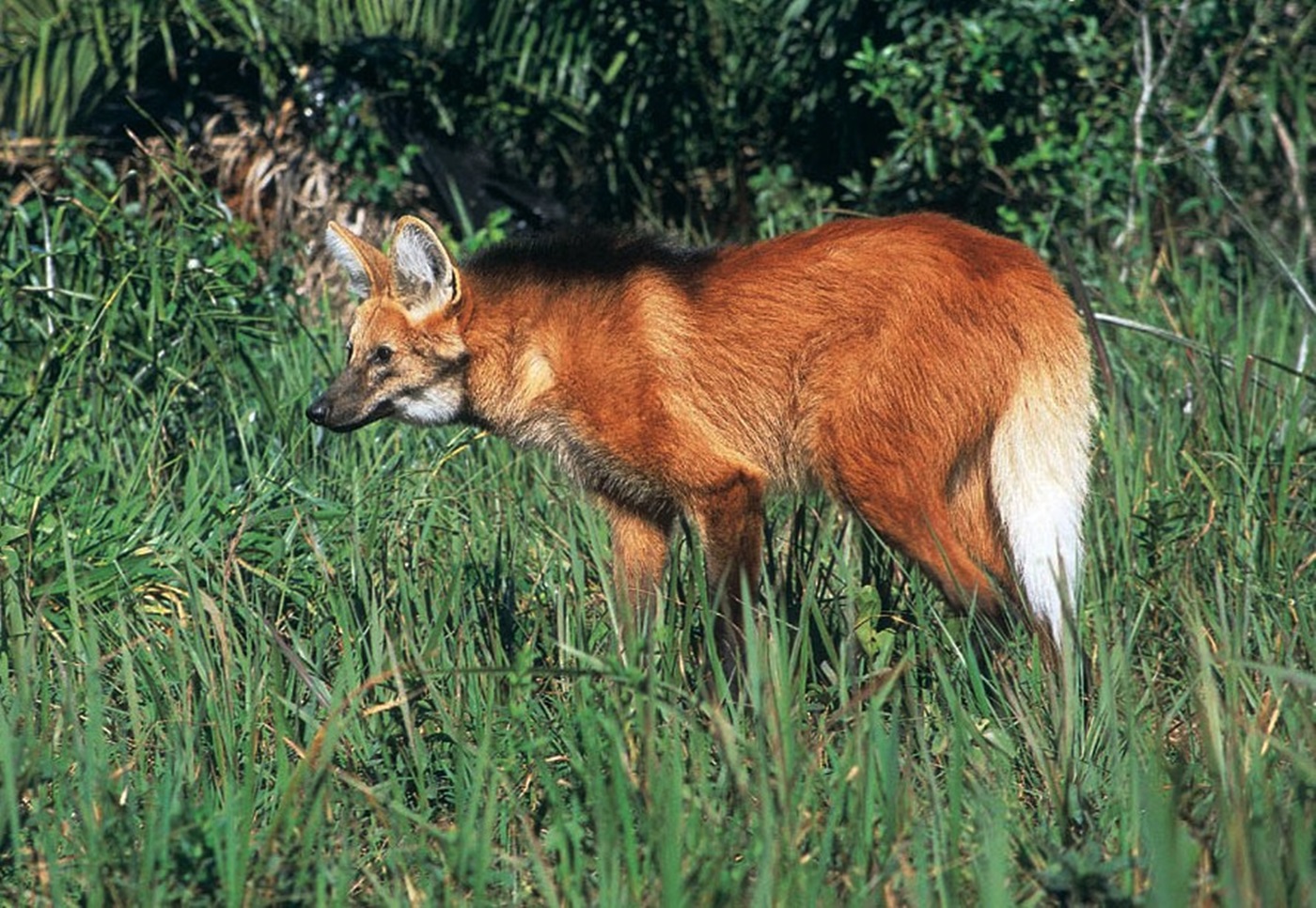 Blog do Edu Ambiental: Lobo guará