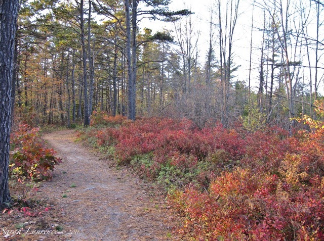 Sarah Laurence: A Russet Autumn