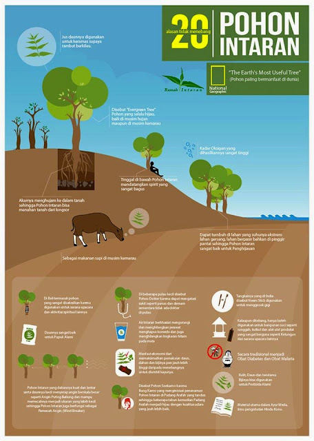 20 Alasan Tidak Menebang Pohon Intaran | LUKISANKEABADIAN