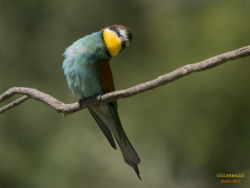 NATU-FOTO: ABEJARUCOS