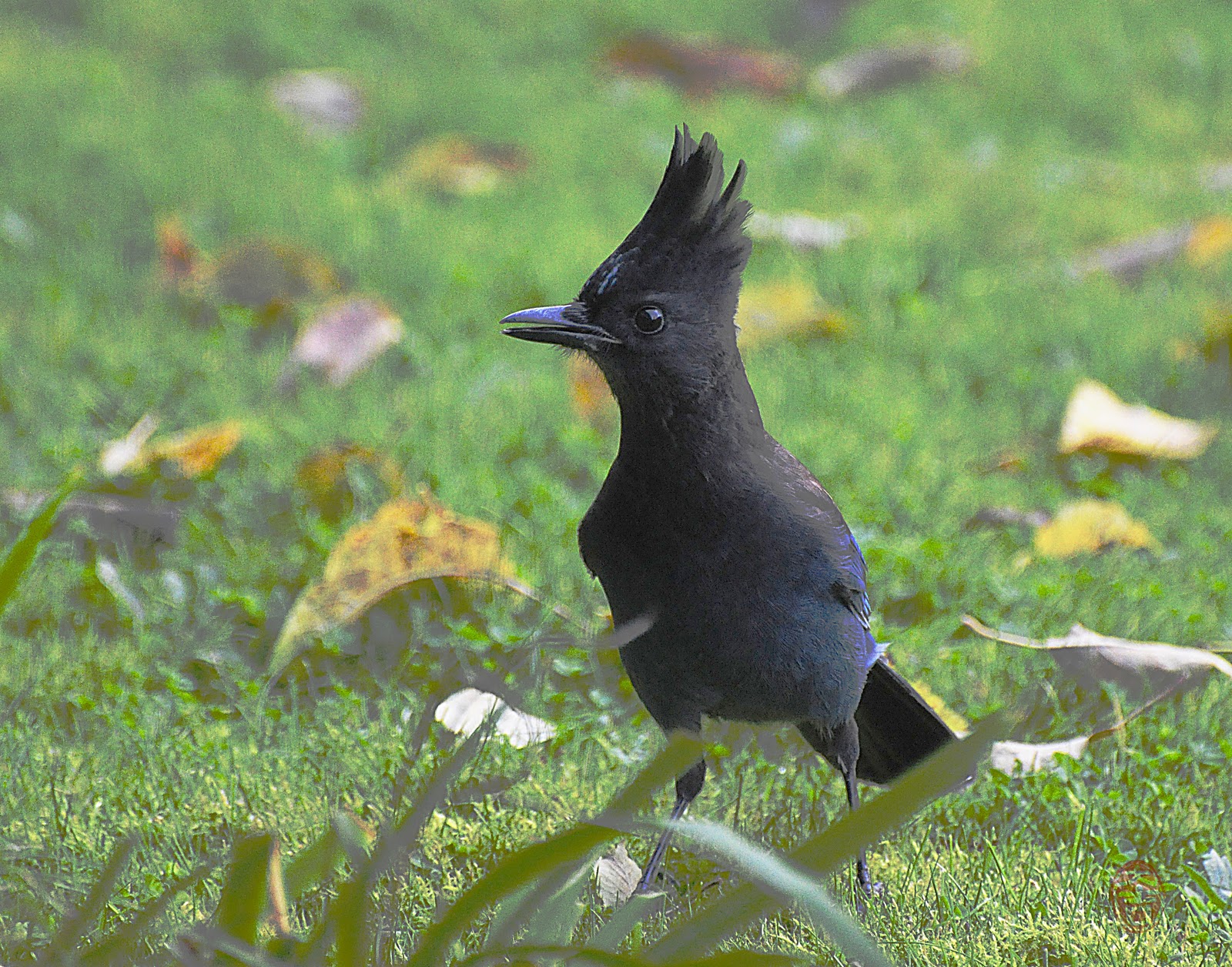 Oregon Backyard Birds, etc.: Stellar's Jay