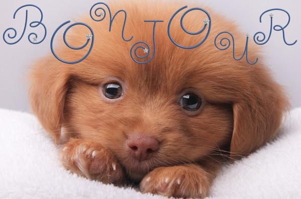 Les petites images d'Amour du net: Petit chien qui vous envoie un Bonjour