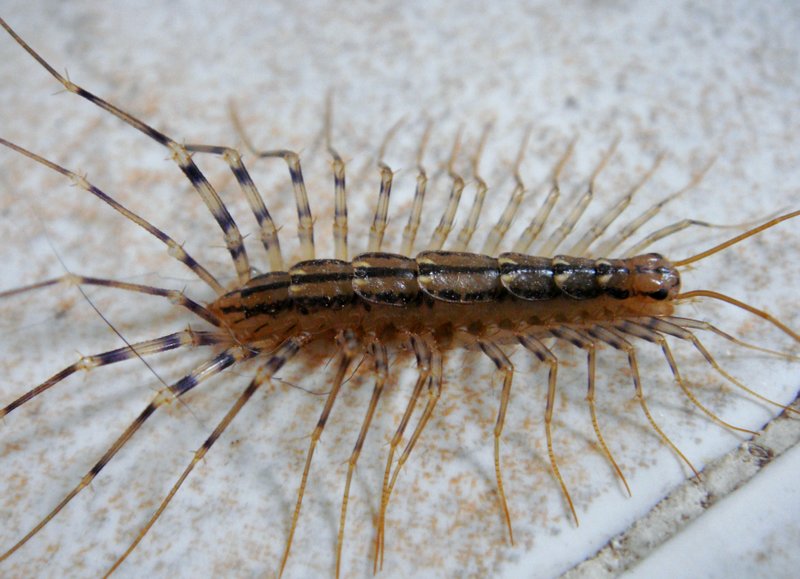 Insectos con muchas patas - Imagui