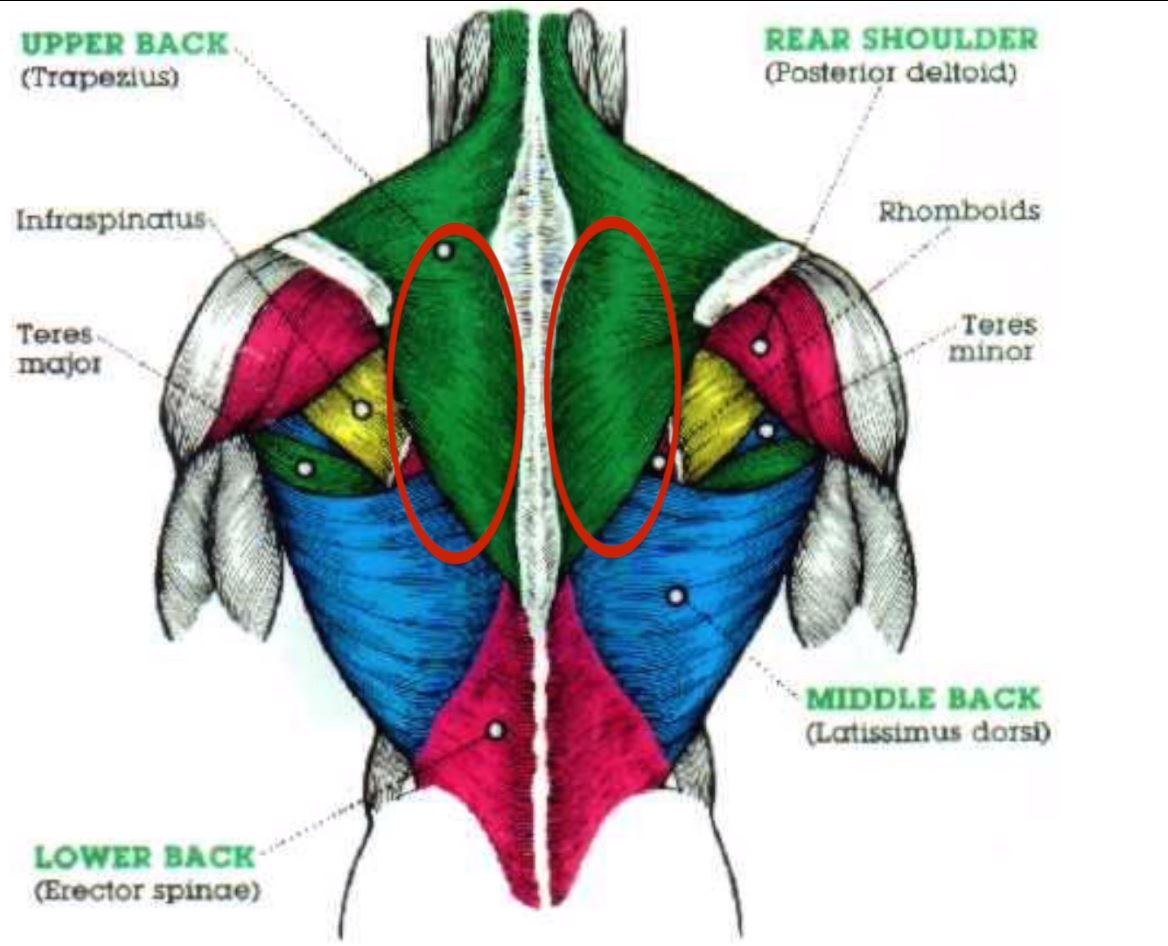 #helpYOUgetGAINS - Bodybuilding Supplements and Training: Jeremy Ethier ...